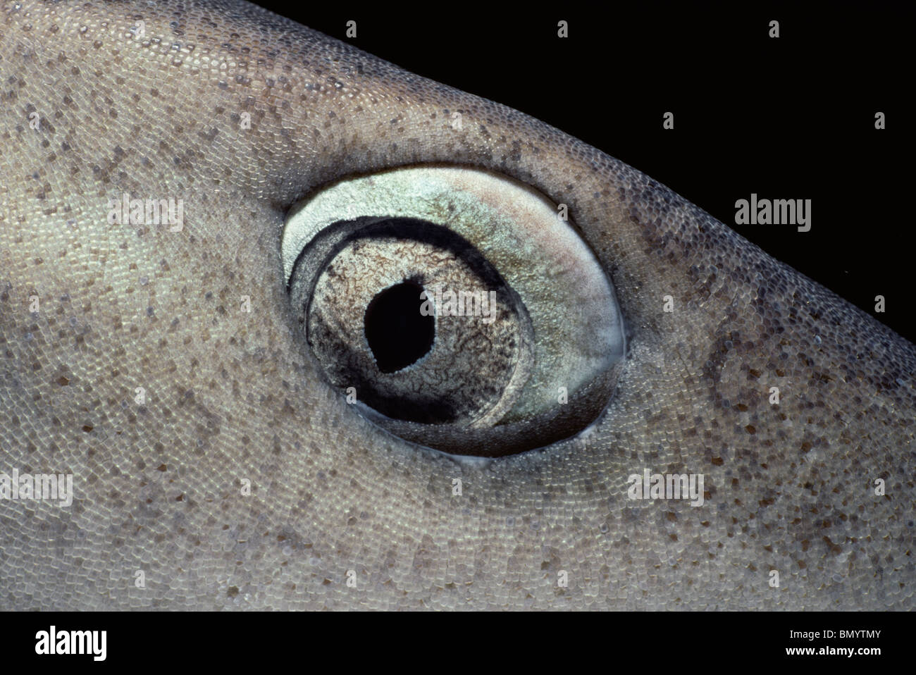 Eye whitetip reef shark triaenodon hi-res stock photography and images ...