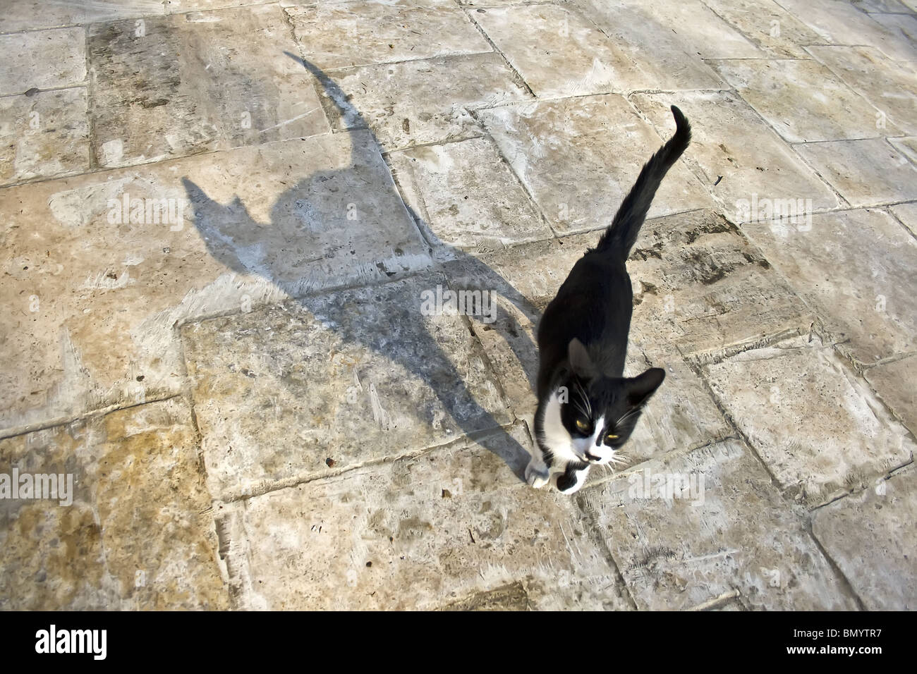 Black and white cat walking on a sunlit stone pavement, casting a long ...