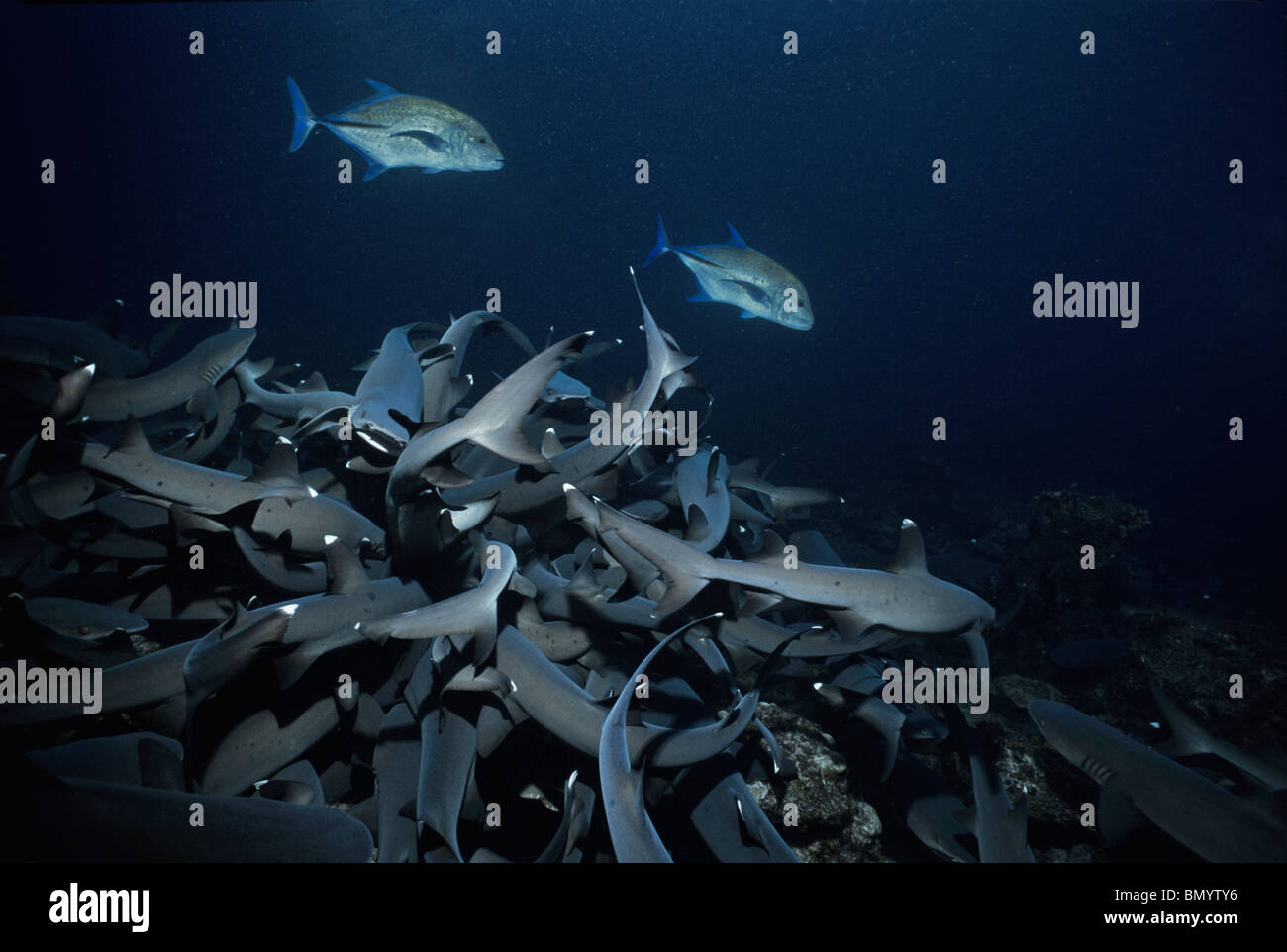 Coral Reef Fish Costa Rica High Resolution Stock Photography and Images ...