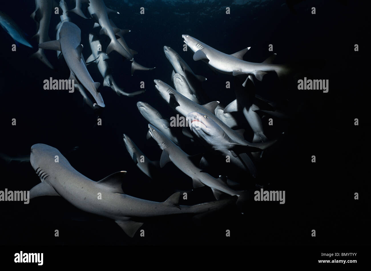 Whitetip Reef Sharks (Triaenodon obesus) following scent trail in water ...