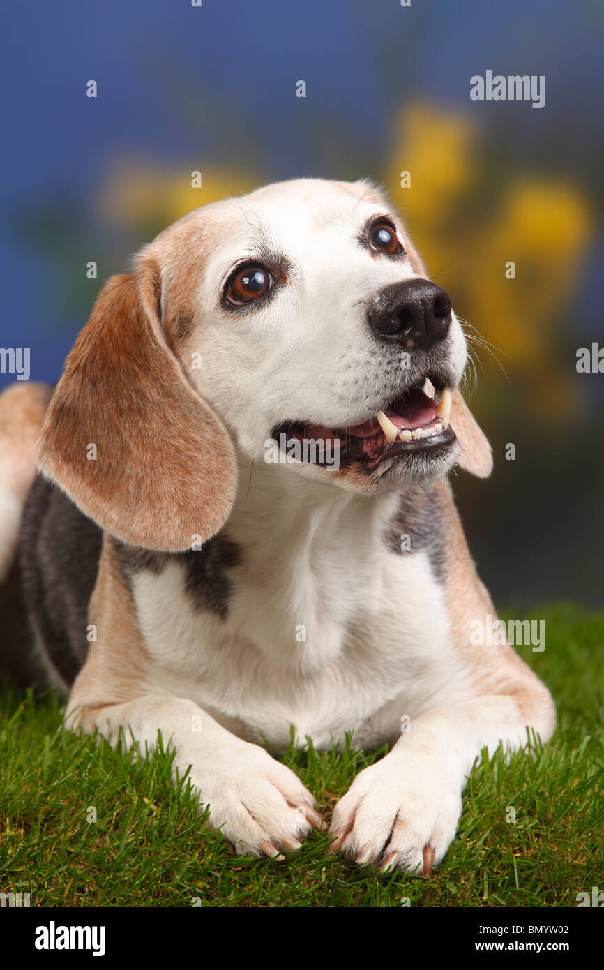 Older Beagle Dog Beagle PDSA