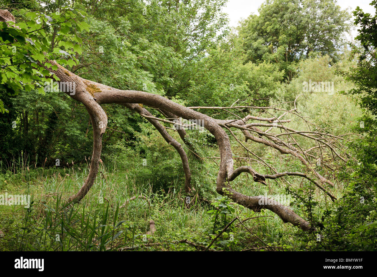 fallen dead tree trunk and branches Stock Photo - Alamy