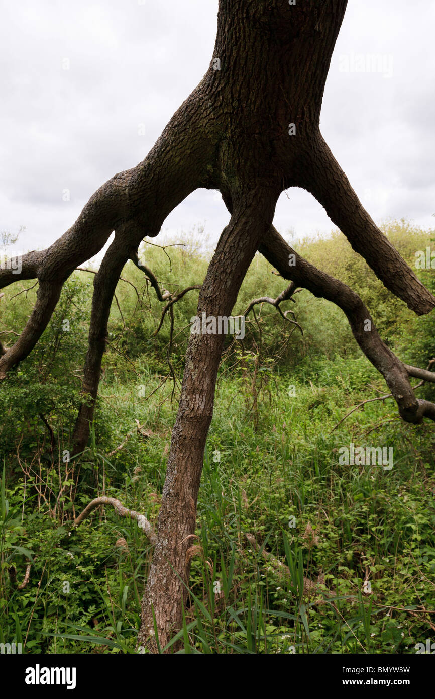 Tree trunk shape in hi-res stock photography and images - Alamy