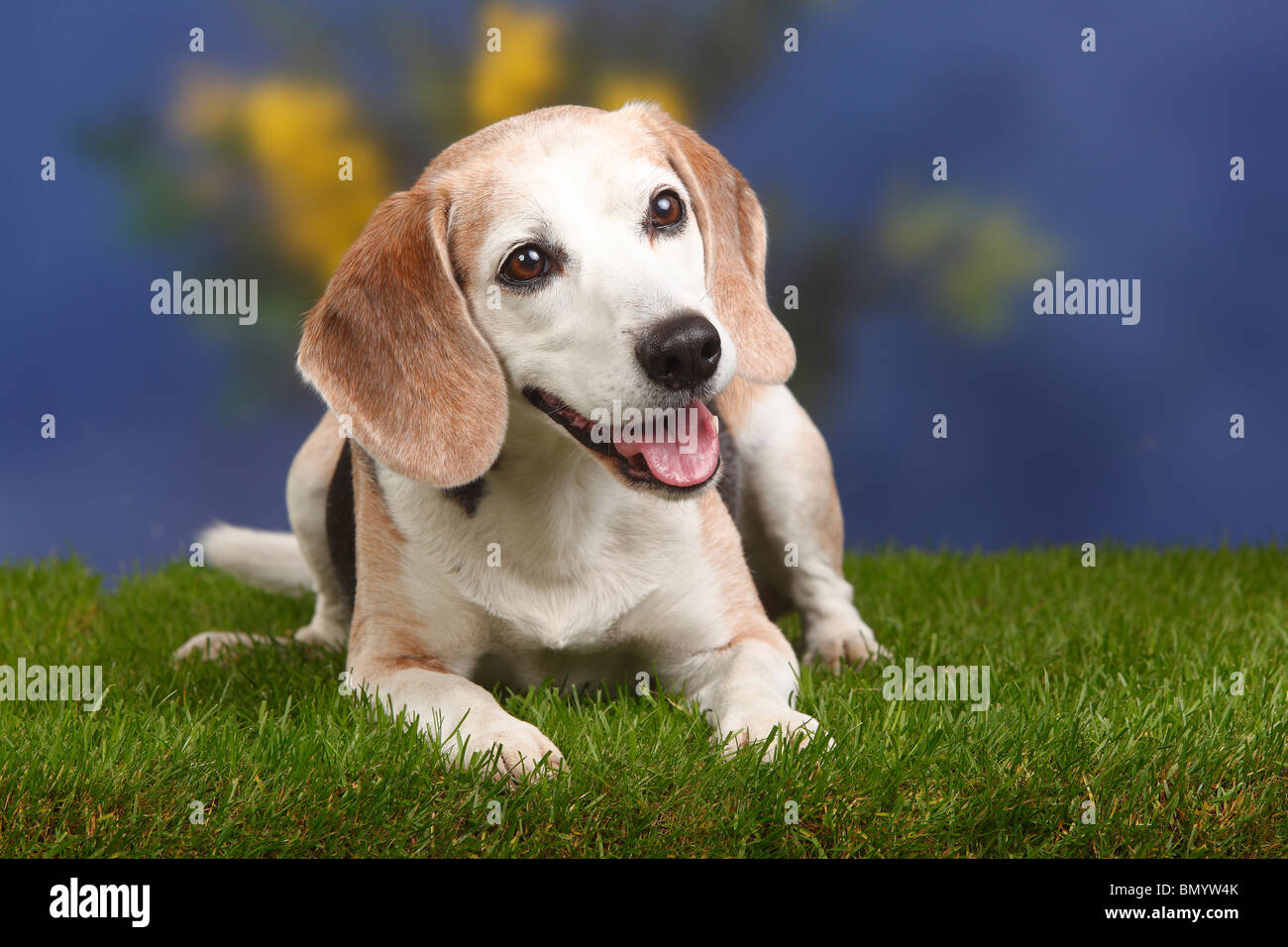 Old beagle hi-res stock photography and images - Alamy