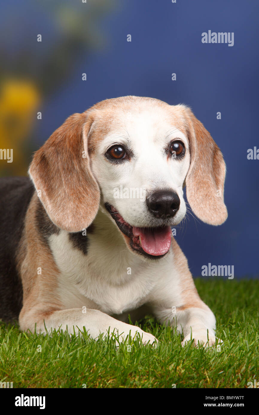 Beagle, male, old dog, aged 10 years Stock Photo - Alamy