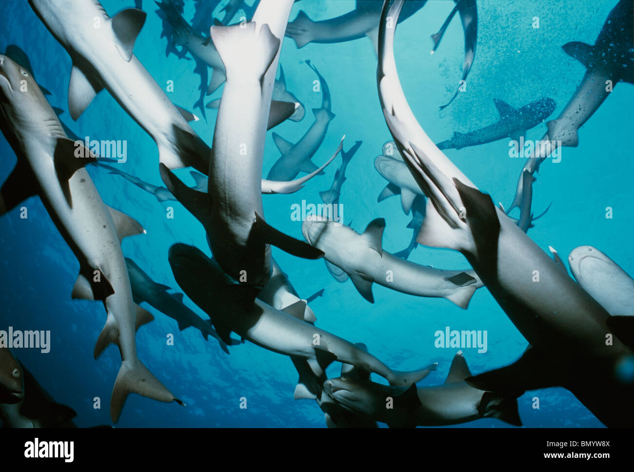 Shark belly swimming hi-res stock photography and images - Alamy