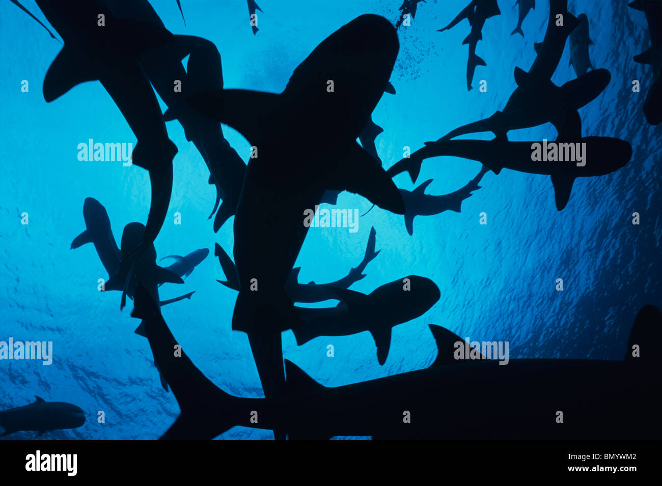 Whitetip Reef Sharks (Triaenodon obesus) following scent trail in water ...