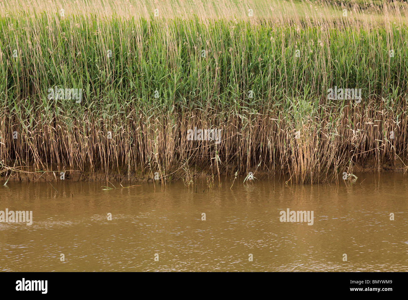 reeds at the edge of the river Arun Stock Photo - Alamy