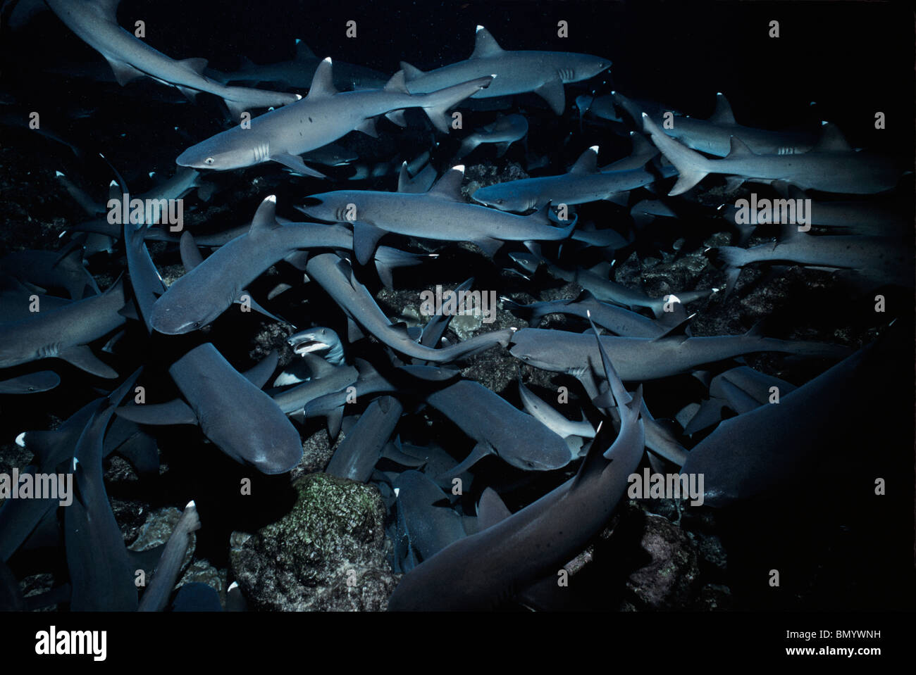 Coral reef fish costa rica hi-res stock photography and images - Alamy