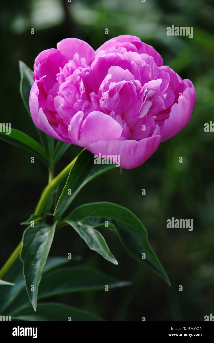 Single peony hi-res stock photography and images - Alamy