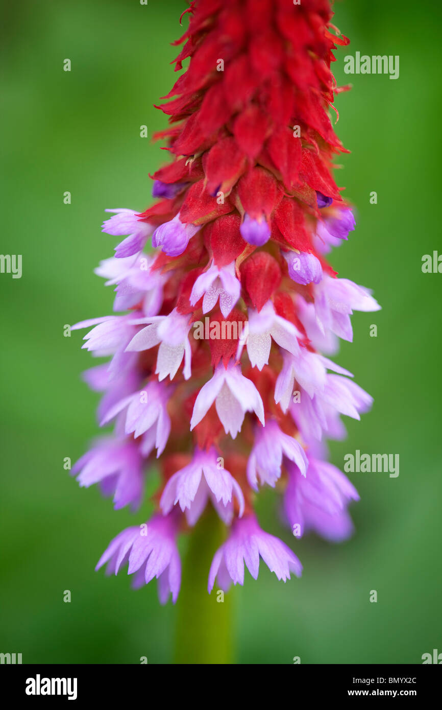 Primula Plant High Resolution Stock Photography and Images - Alamy