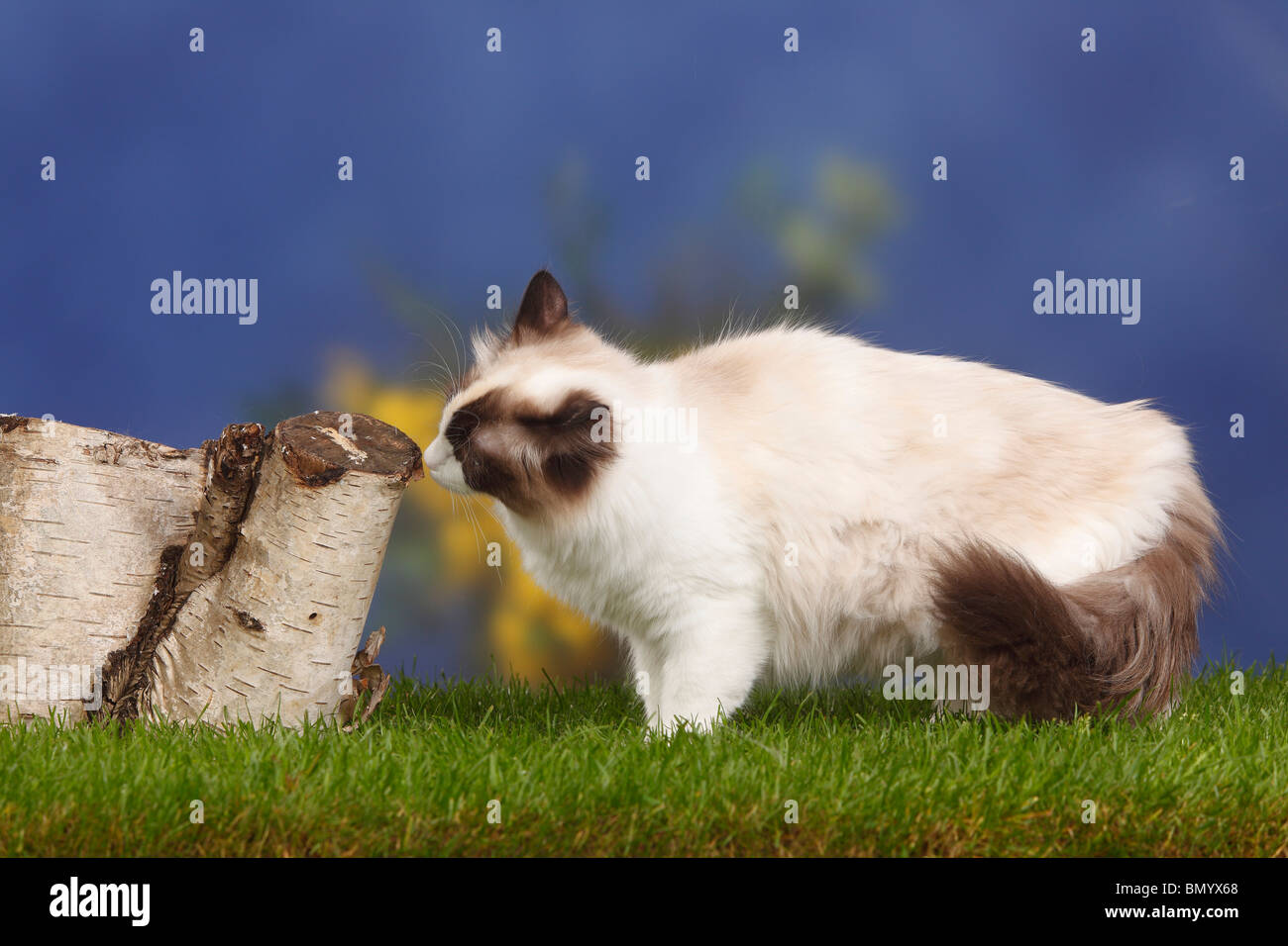Neva masquarade seal point siberian forest hi-res stock photography and ...