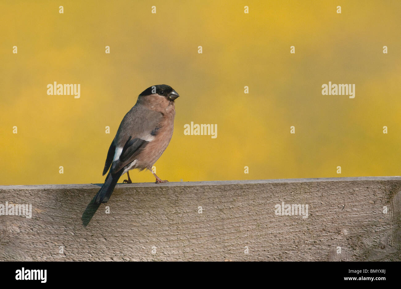 Perched female bullfinch hi-res stock photography and images - Alamy