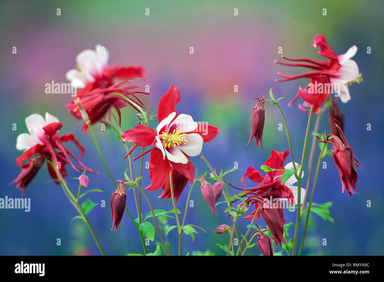 Red columbine hi-res stock photography and images - Alamy