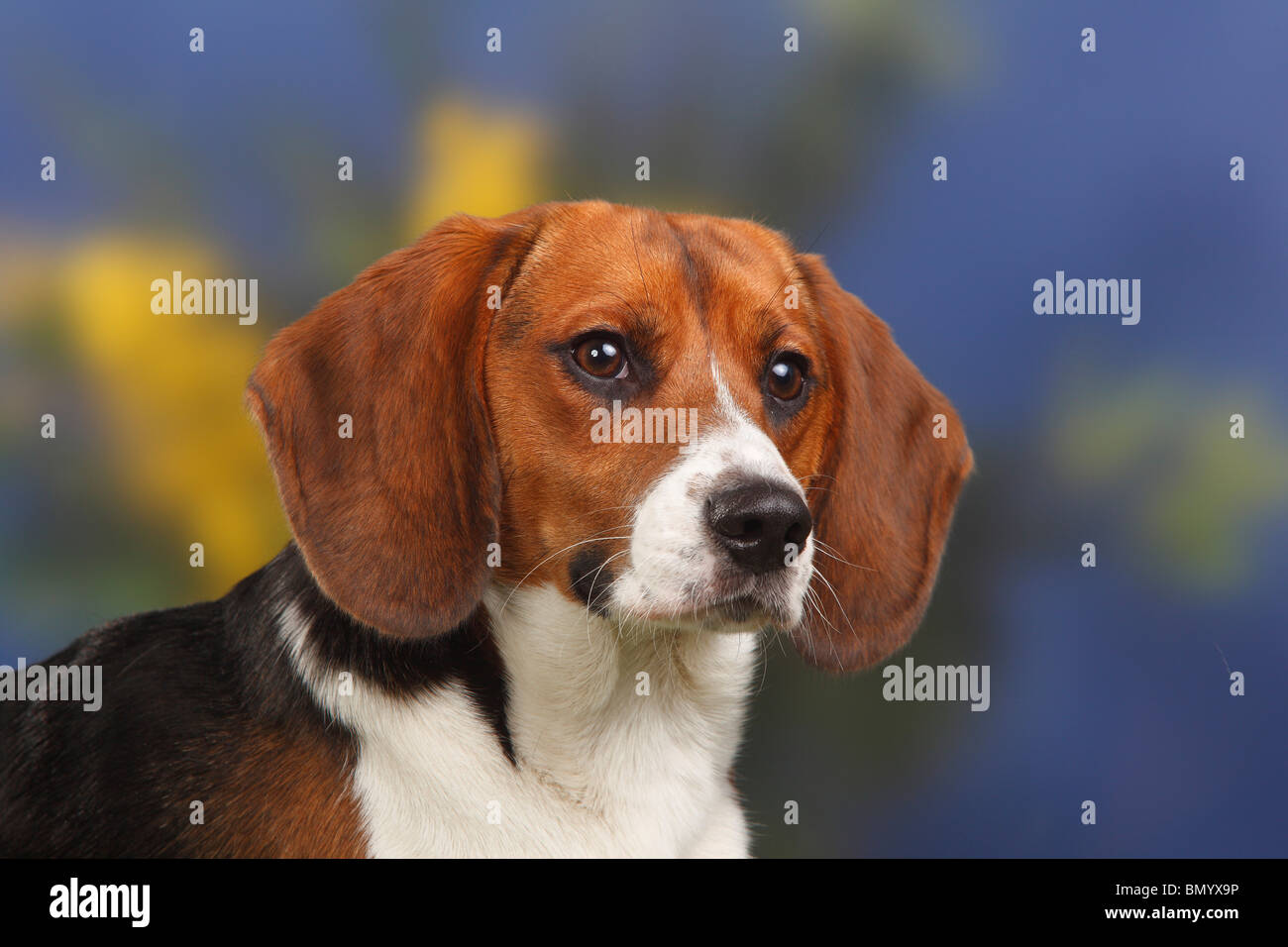 Beagle, male, 11 months Stock Photo - Alamy