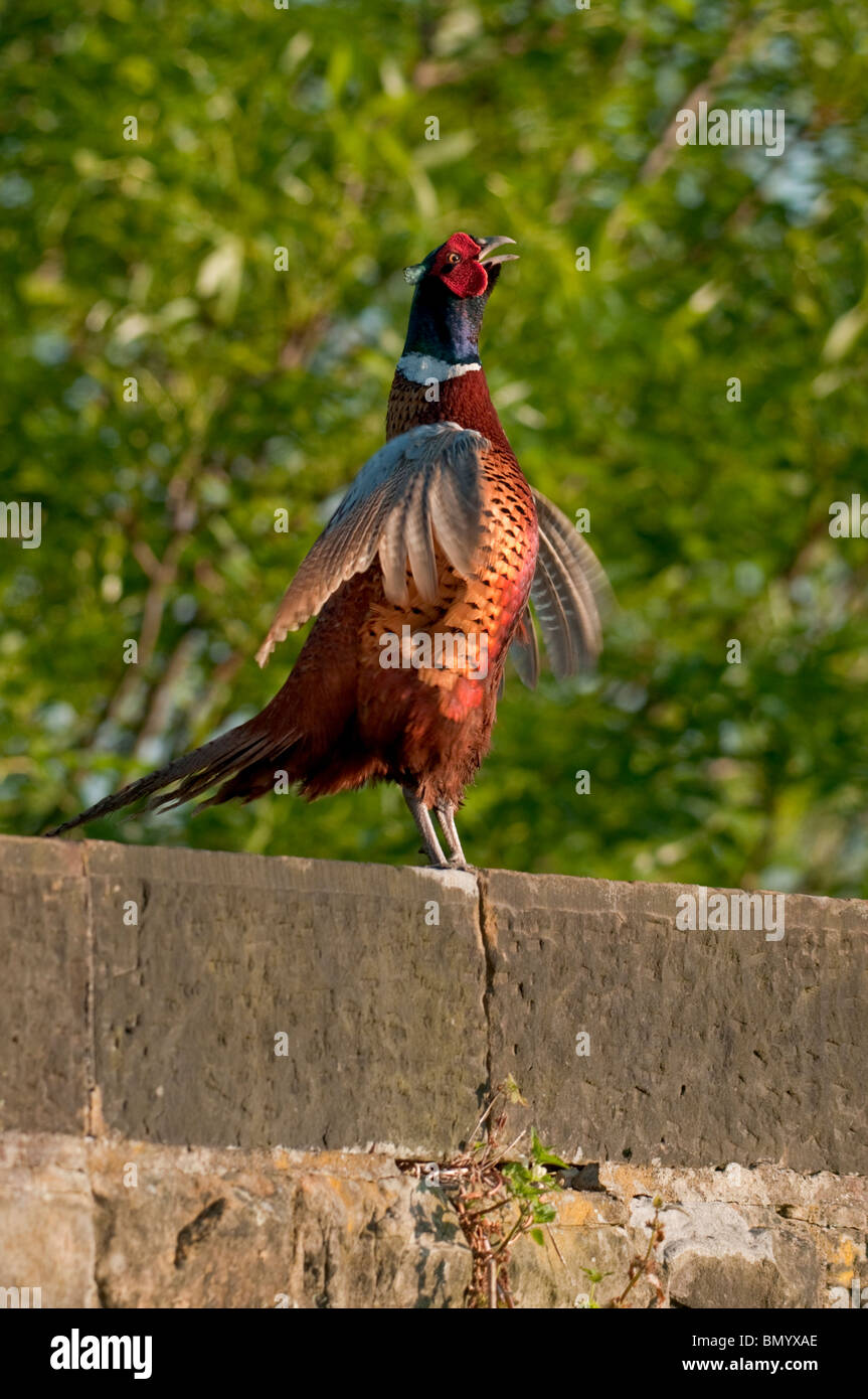 common pheasant (phasianus colchicus) crowing from a sandstone bridge ...