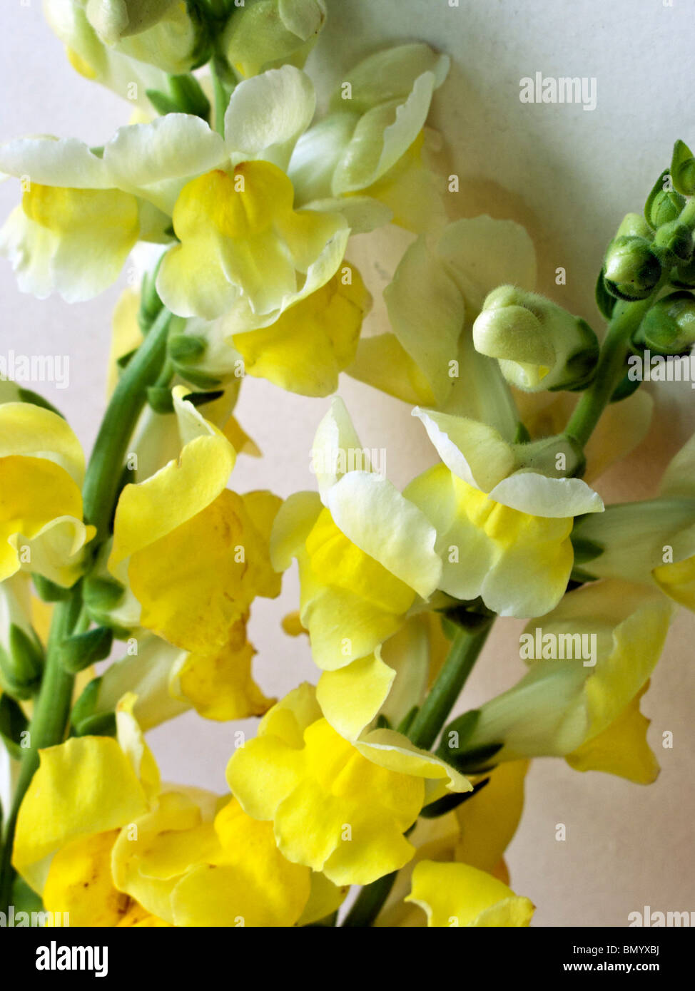 New flowers hi-res stock photography and images - Alamy