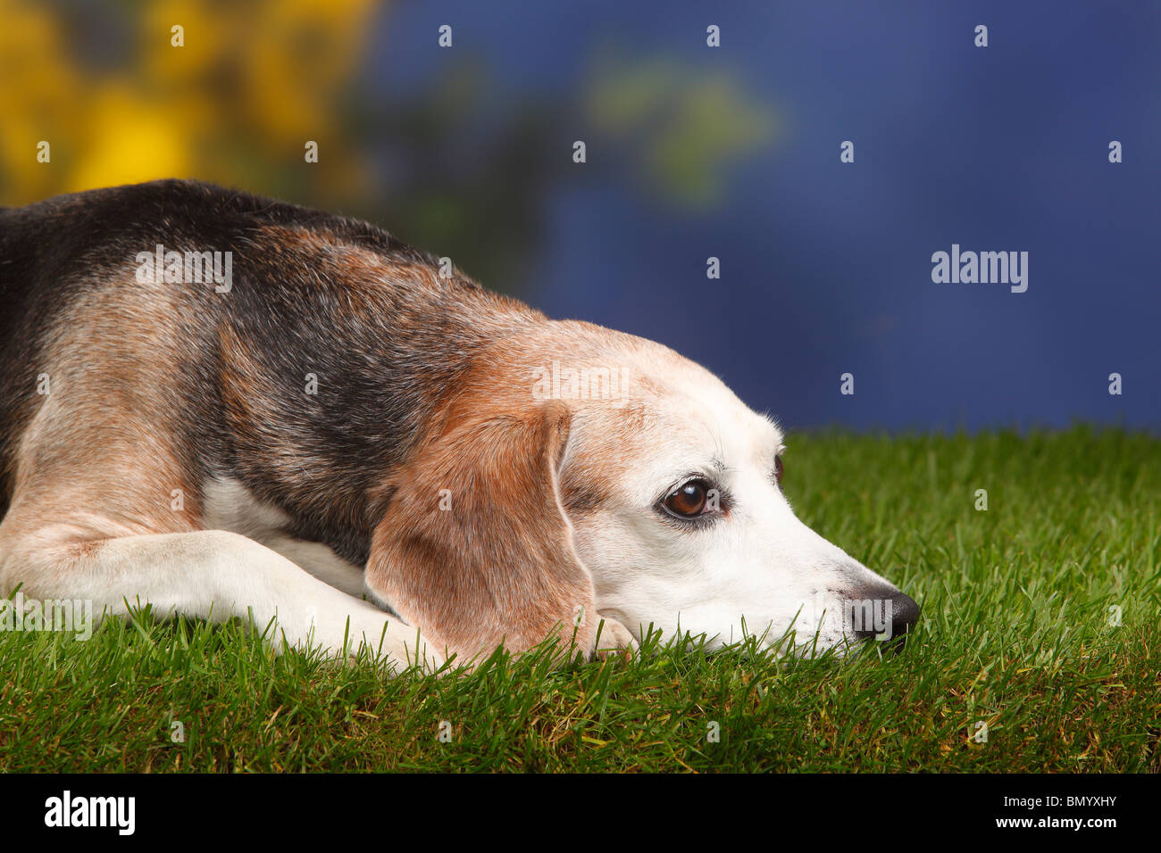 Beagle, male, old dog, aged 10 years Stock Photo - Alamy