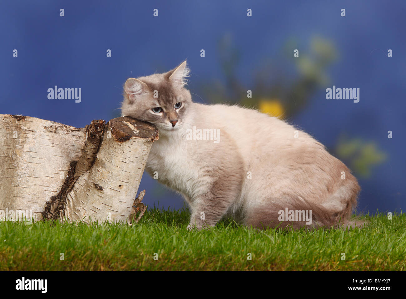 Neva Masquarade, tomcat, blue-tabby-point, rubbing head at tree trunk ...