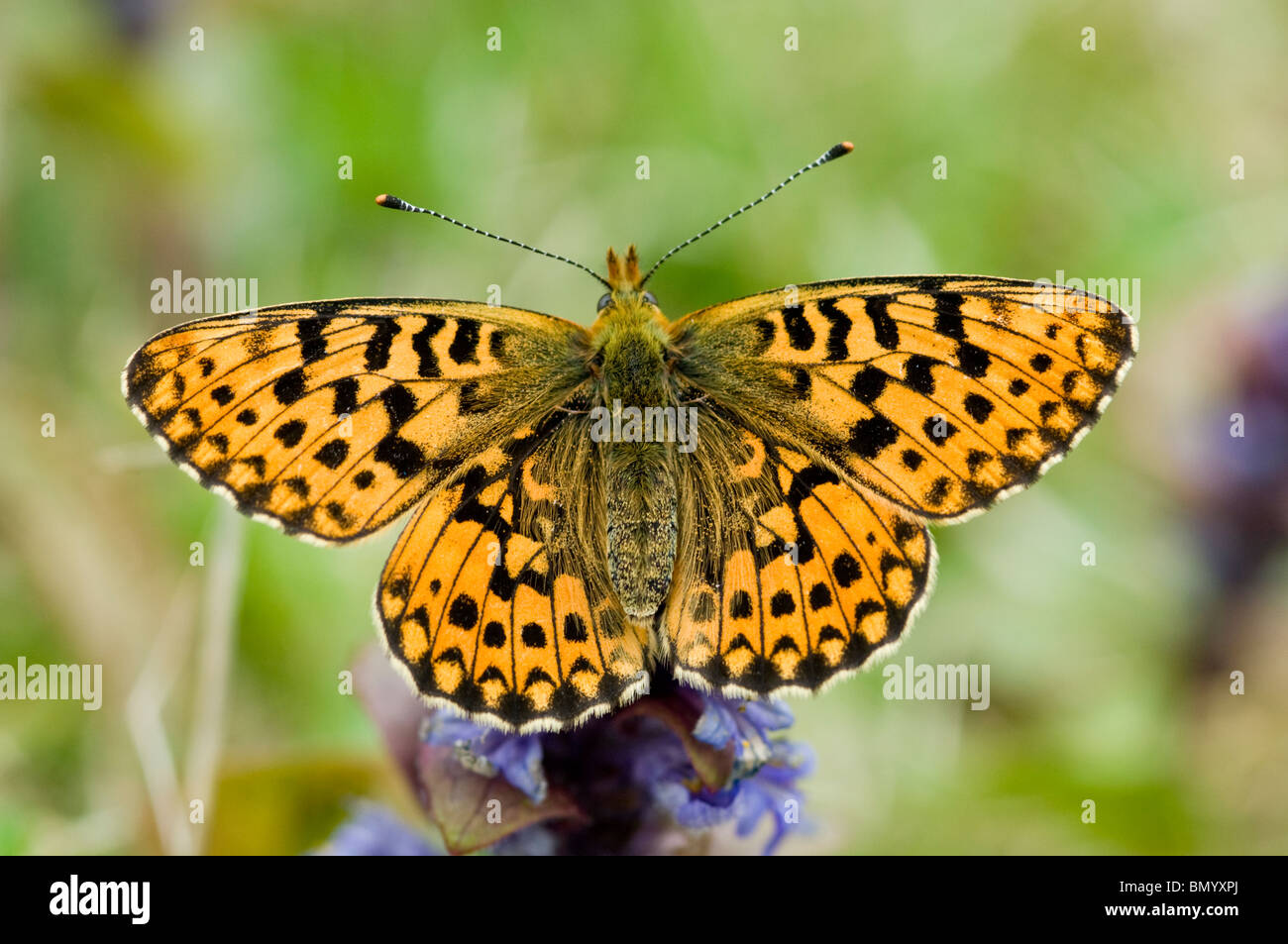 Pearl Bordered fritillary butterfly Stock Photo - Alamy
