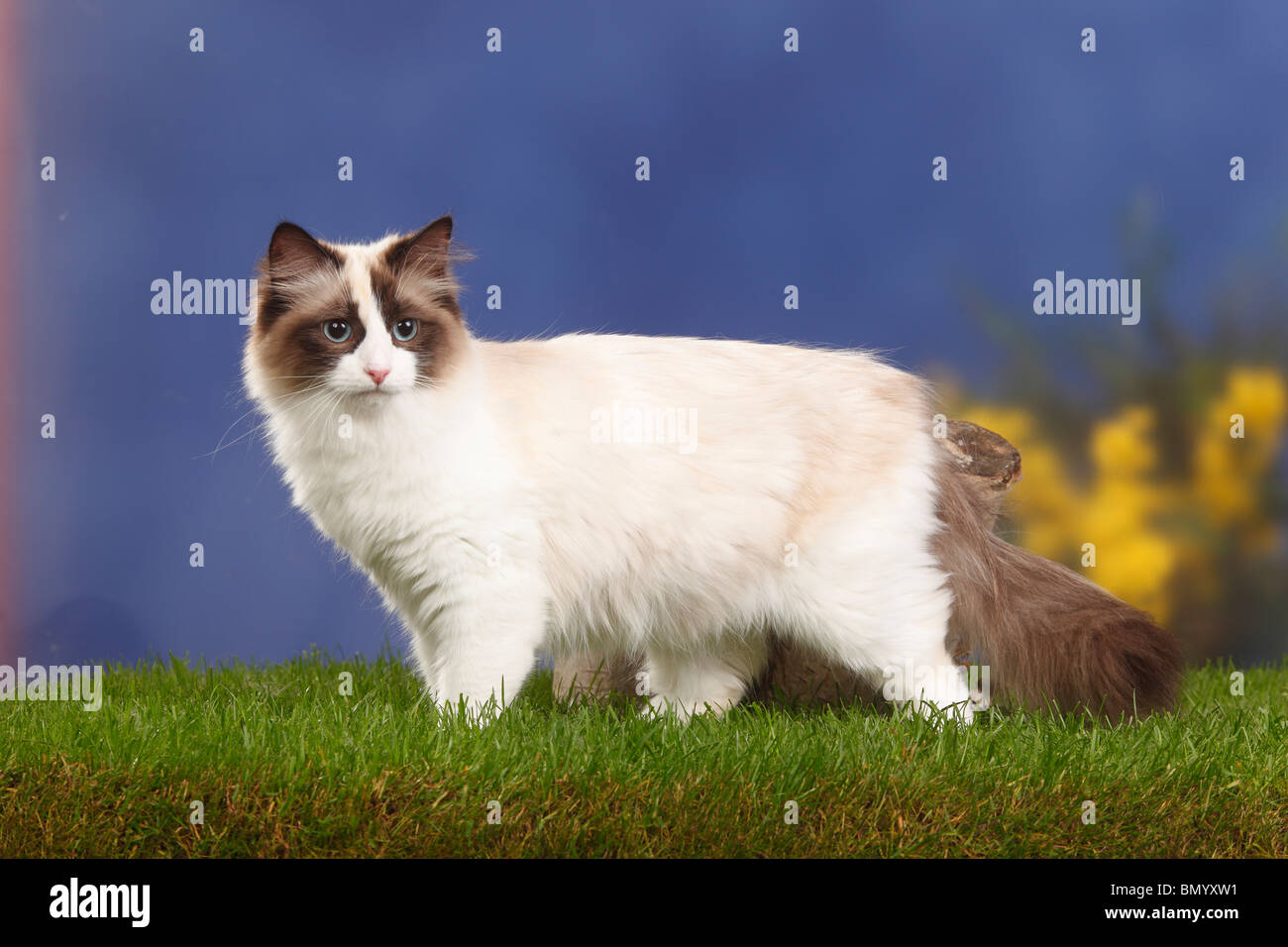 Neva Masquarade, seal-tortie-point-white / Siberian Forest Cat ...