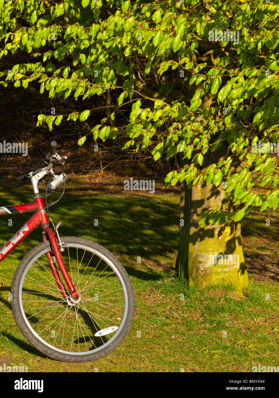 Red mountain bike parked next to a tree in the countryside Stock Photo ...