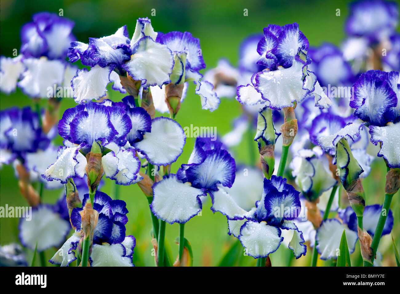 Presbys crown jewel iris hi-res stock photography and images - Alamy