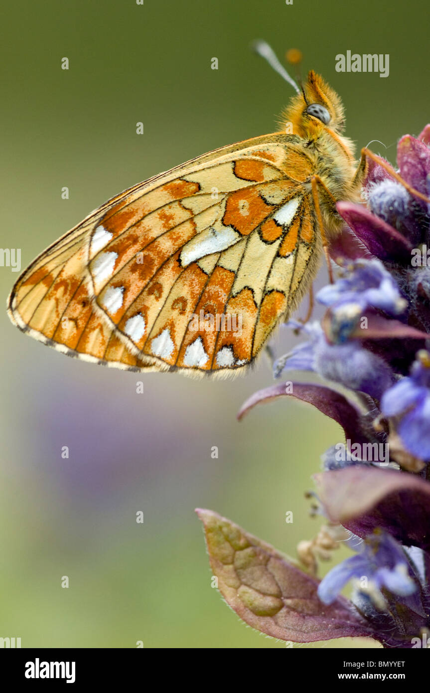 Pearl bordered fritillary hi-res stock photography and images - Alamy