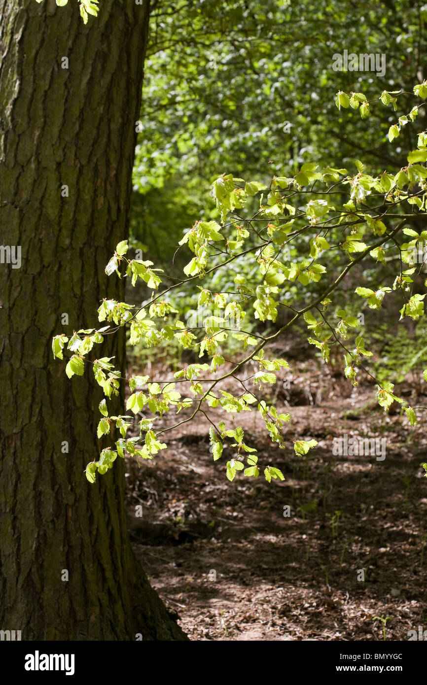 Beech Leaves opening out in spring Alderley Edge Cheshire England Stock ...