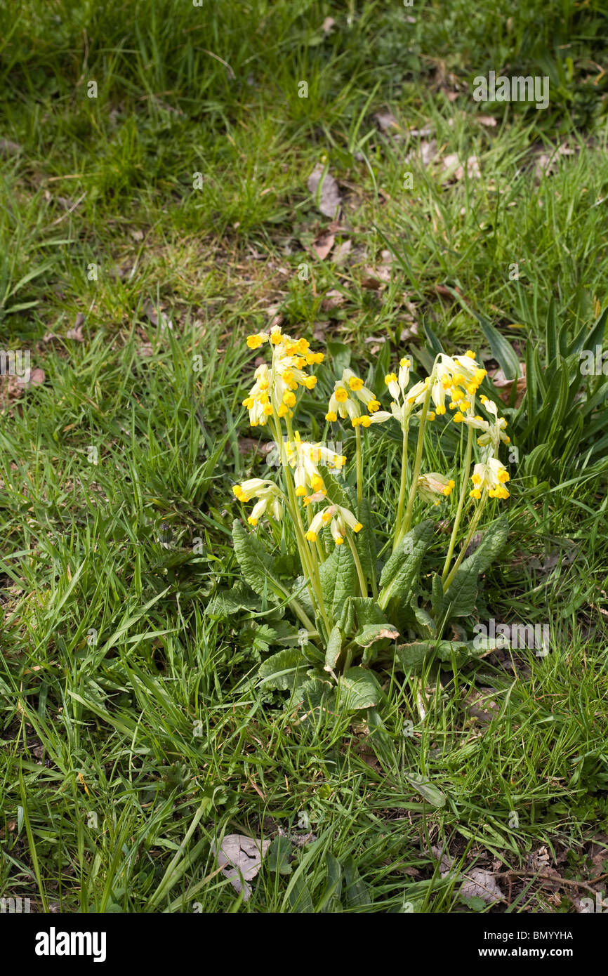 Cowslips Middlewood Way Poynton Cheshire England Stock Photo - Alamy