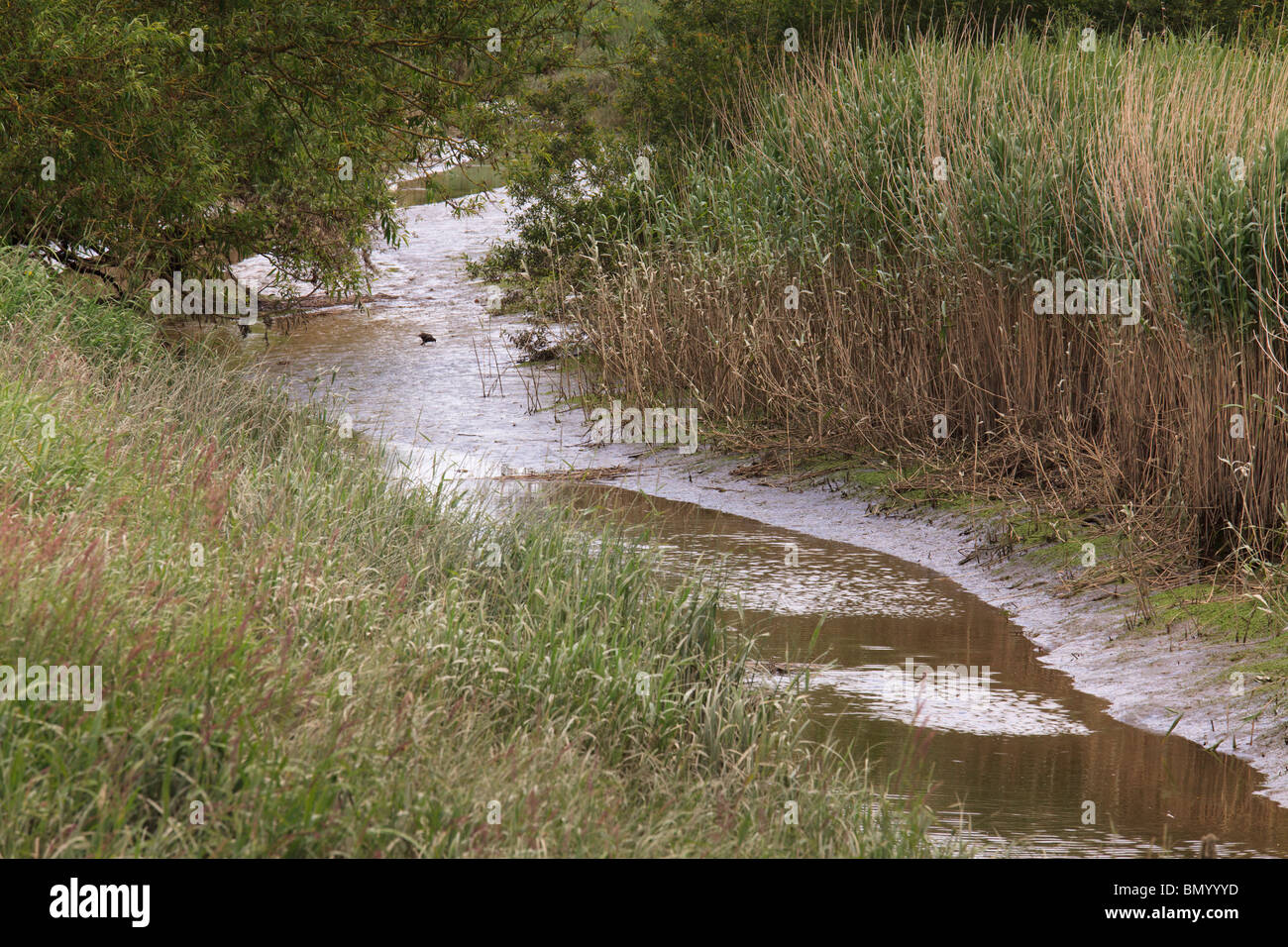 low water level in running brook by field Stock Photo - Alamy