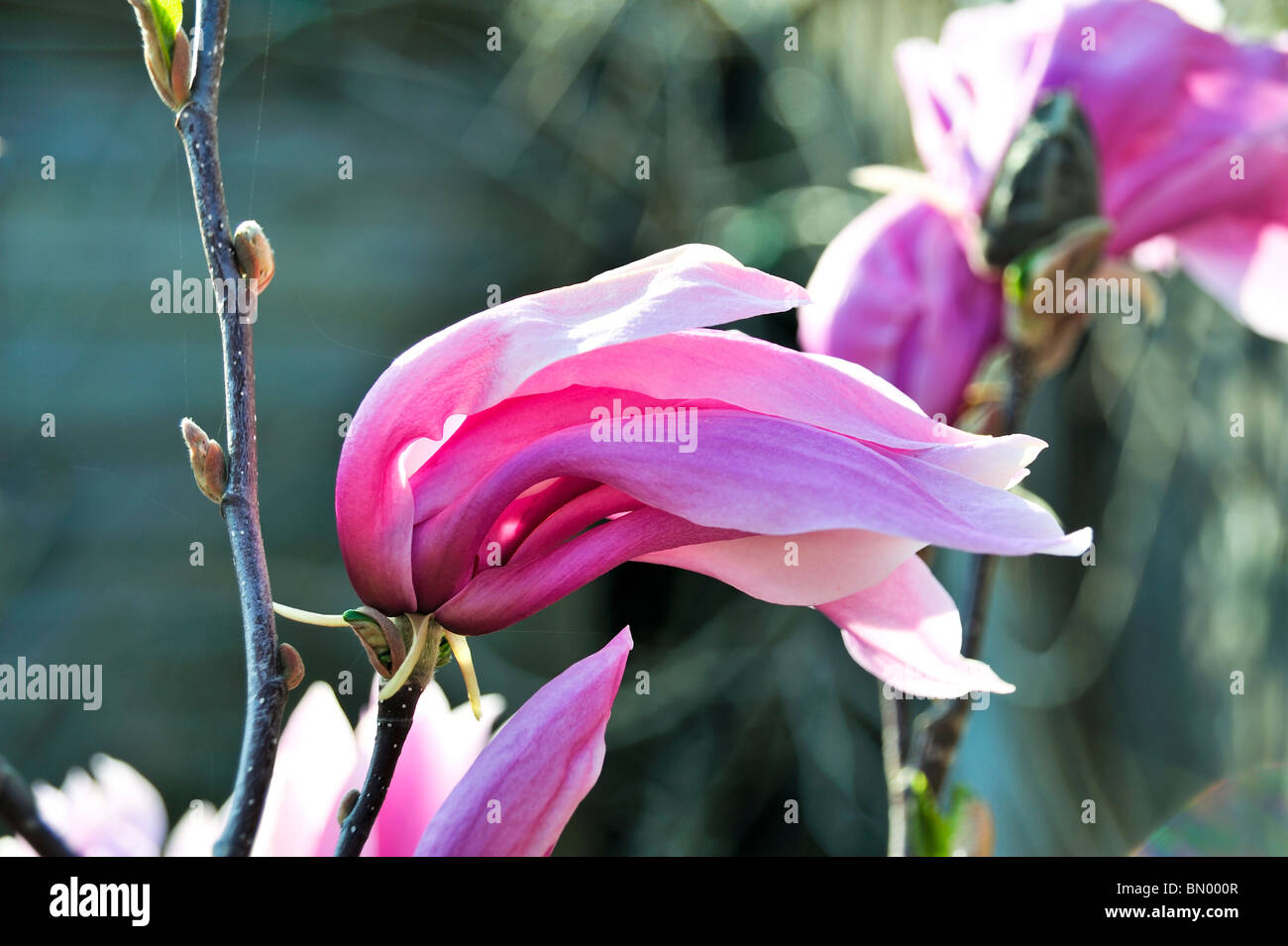 Magnolia liliiflora in bloom Stock Photo - Alamy
