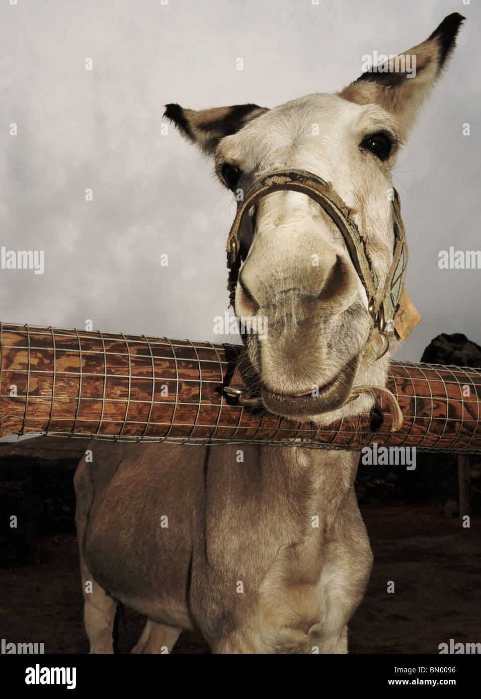 Donkey in enclosure Stock Photo - Alamy