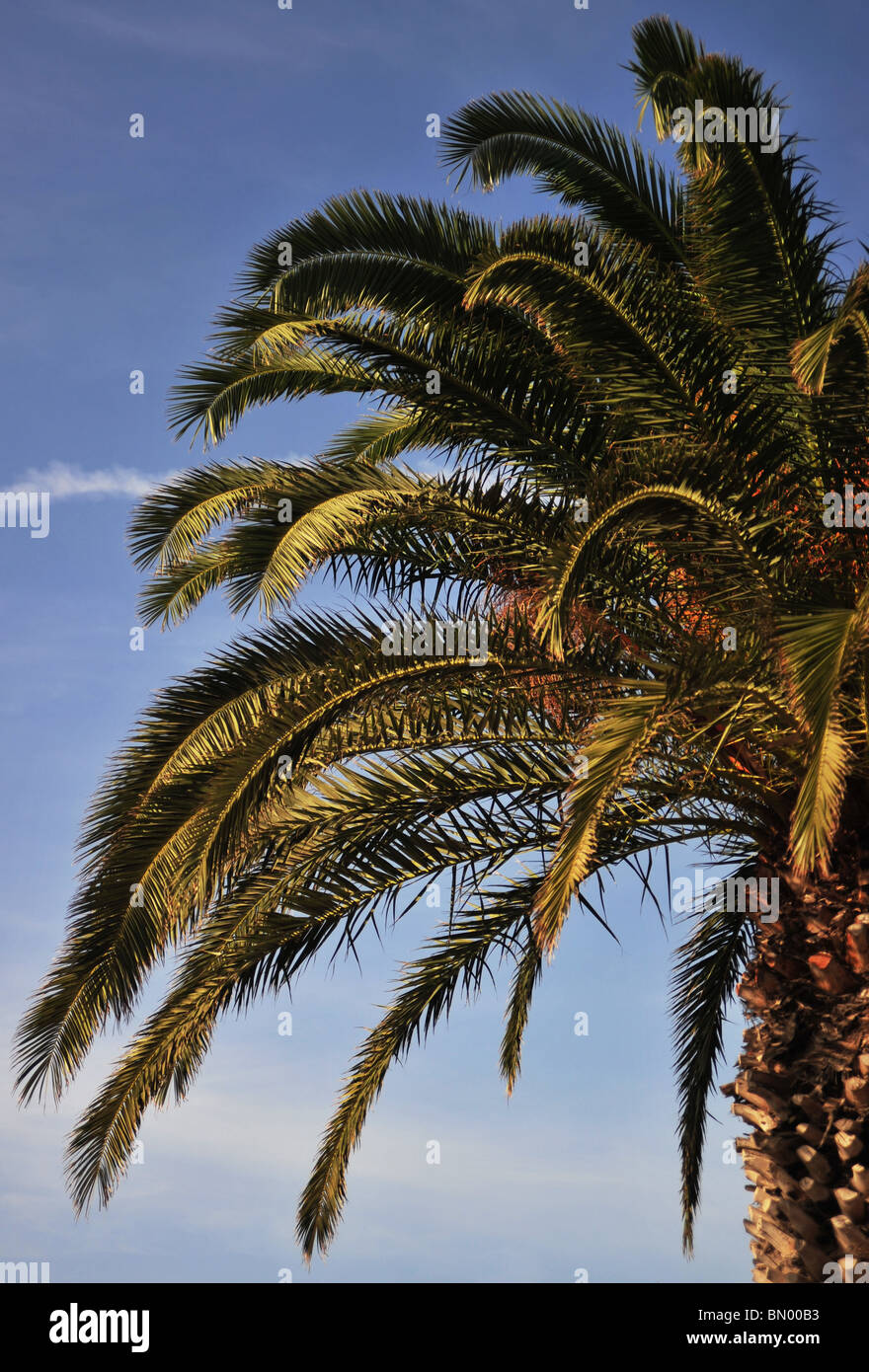 Section of Palm Tree Stock Photo - Alamy