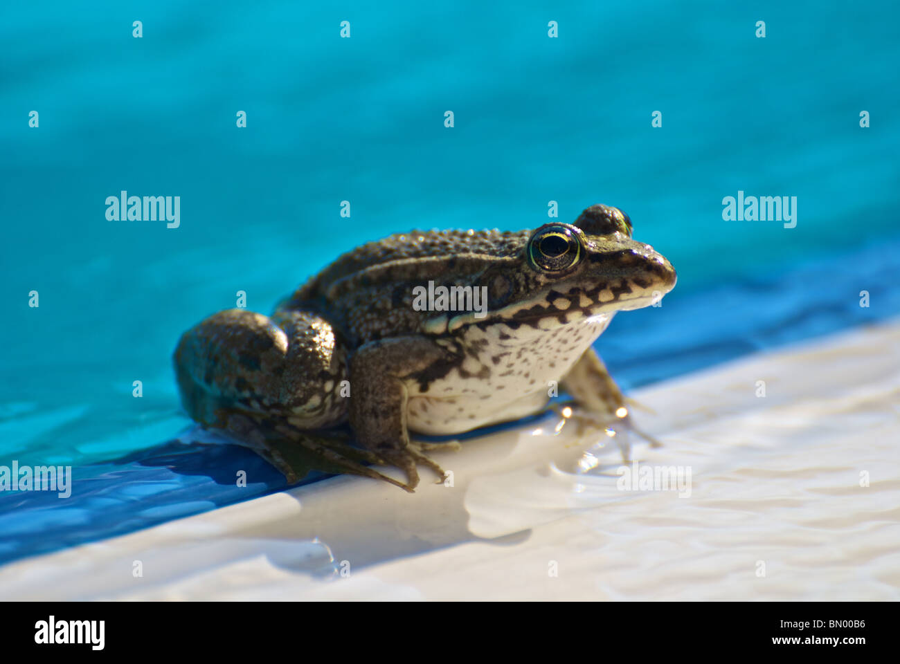 Frog by the pool Stock Photo - Alamy