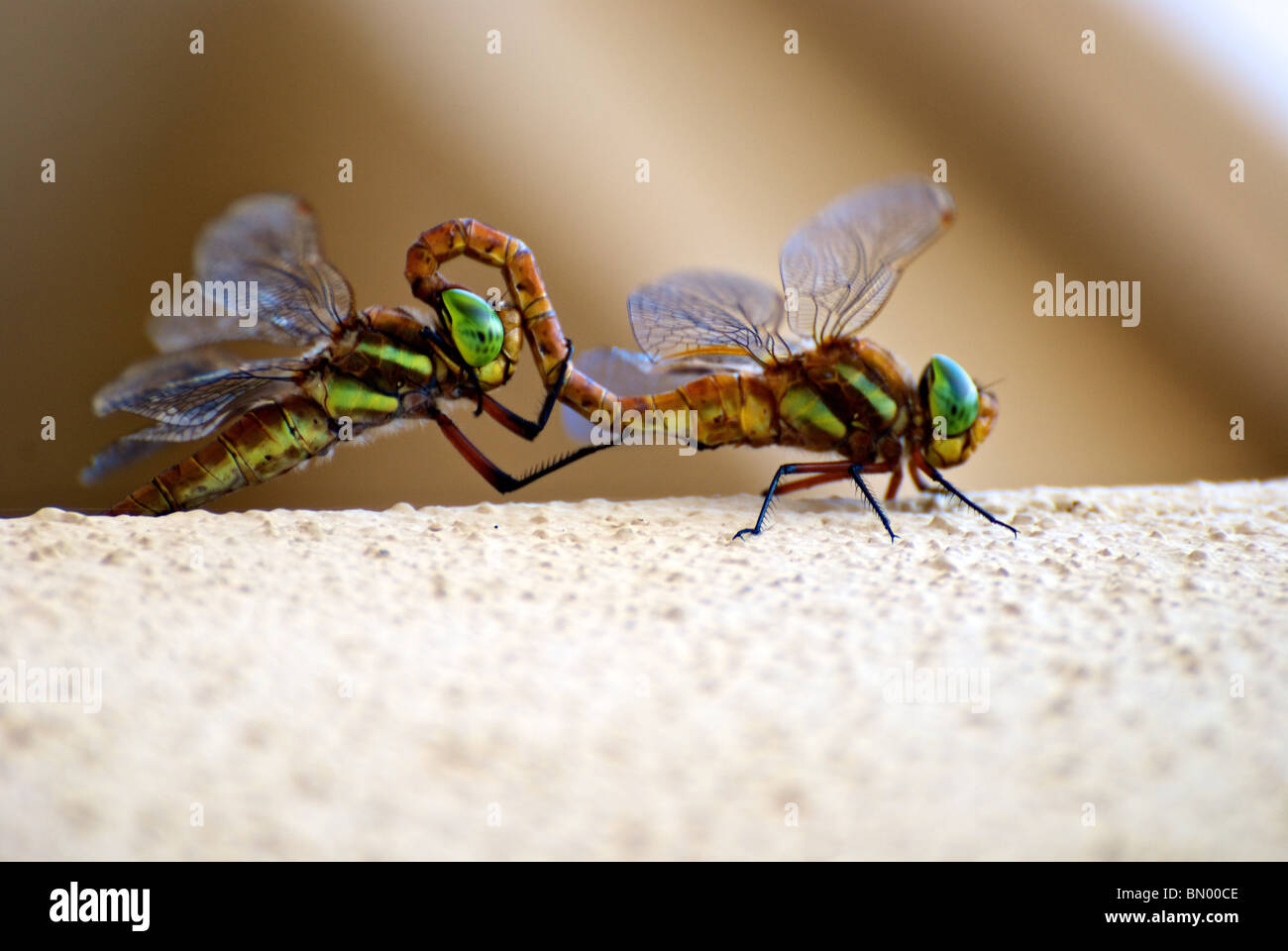 Orange dragonflies hi-res stock photography and images - Alamy