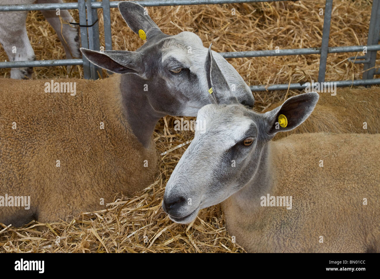 Bluefaced leicester sheep hi-res stock photography and images - Alamy