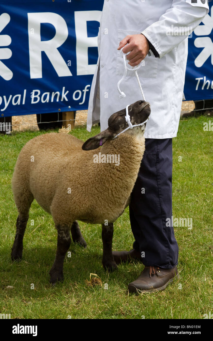 Prize Sheep at the great Royal Highland Show 2010 Scottish Agricultural ...