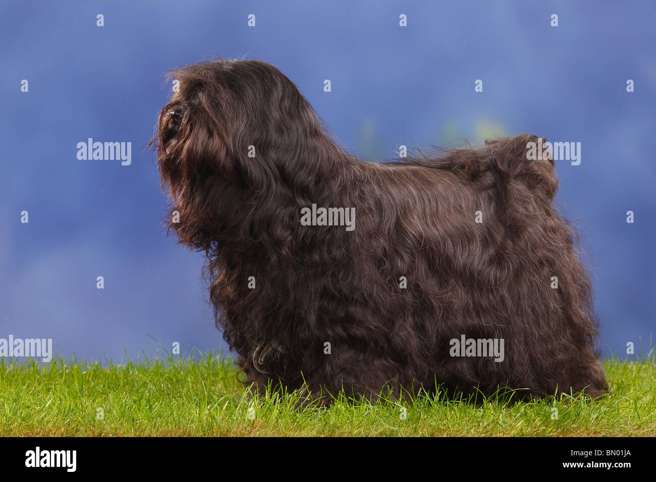 Tibetan Side High Resolution Stock Photography and Images - Alamy