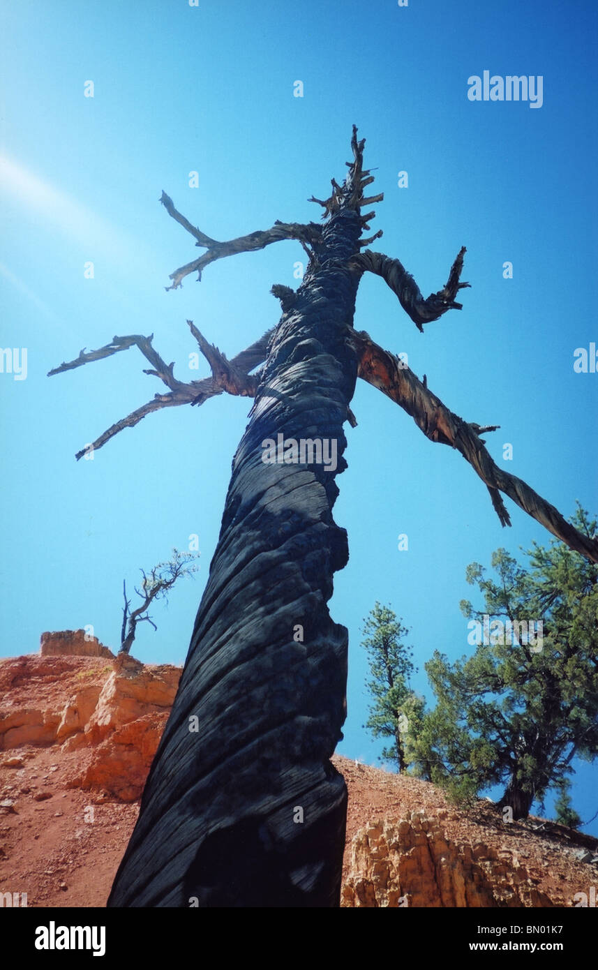Charred Tree, Bryce Canyon National Park, Utah, USA Stock Photo - Alamy