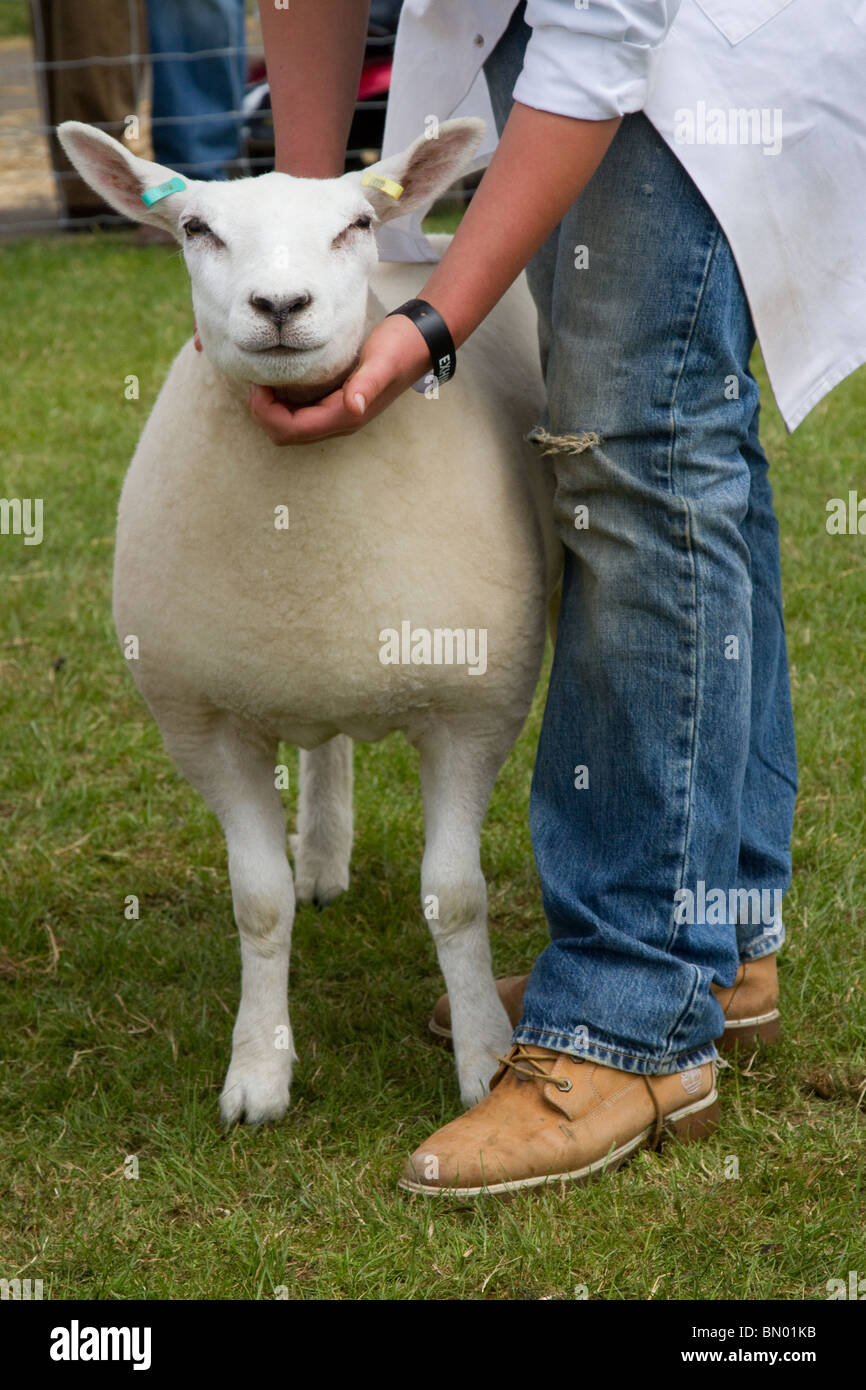Prize Sheep at the great Royal Highland Show 2010 Scottish Agricultural ...