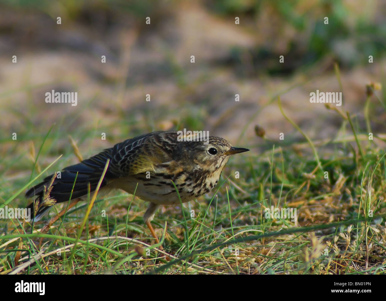 Bird fanning wing Stock Photo - Alamy