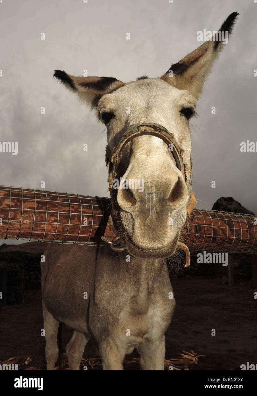 Donkey in enclosure hi-res stock photography and images - Alamy