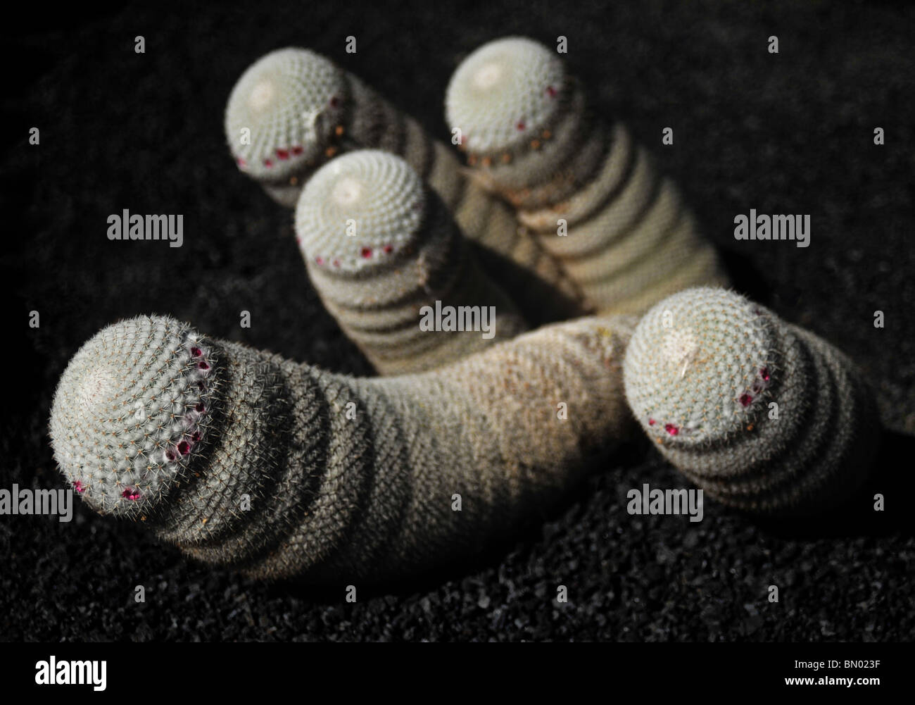 Pointy cactus hi-res stock photography and images - Alamy