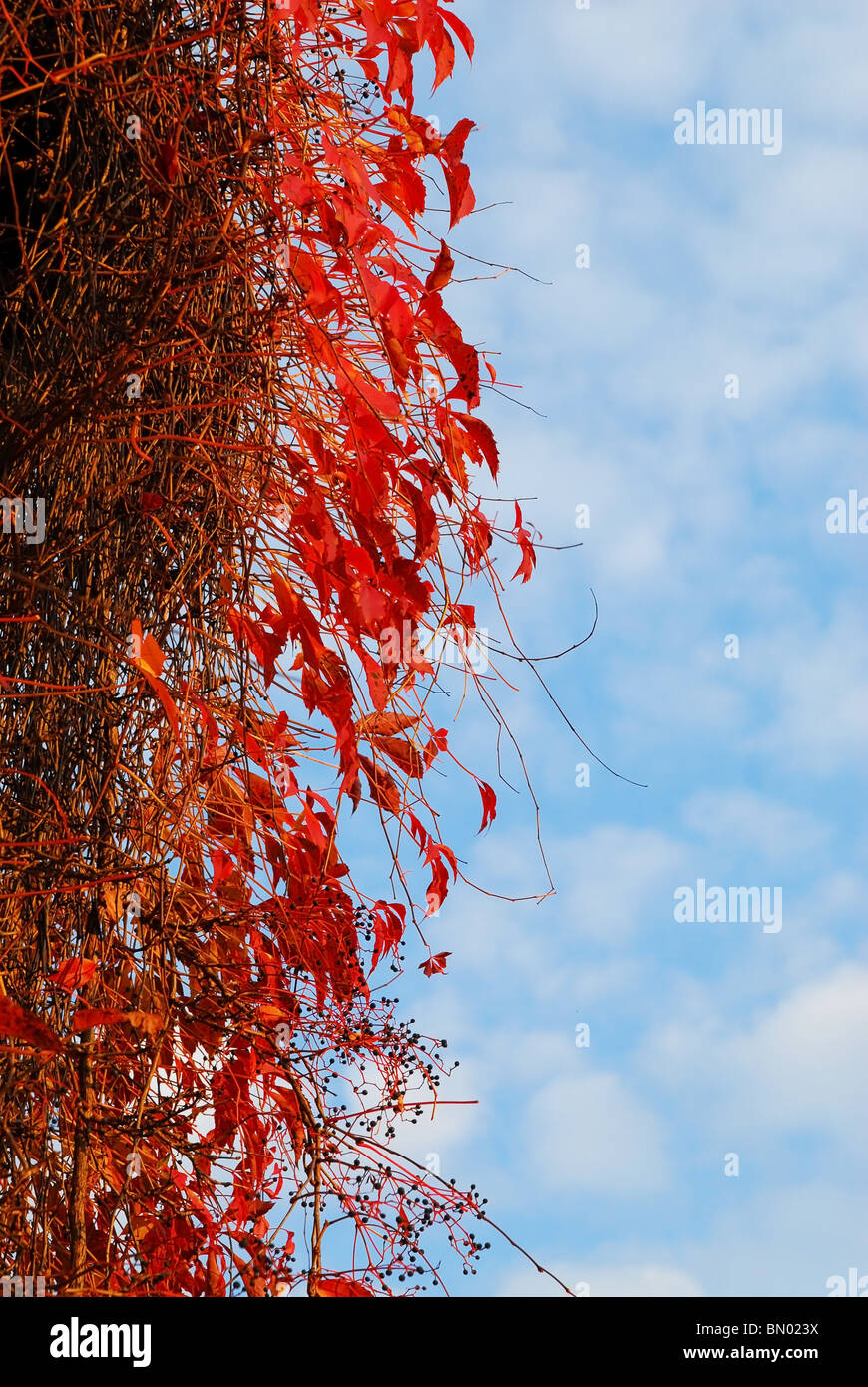 autumn tress in the park and wild grape vines Stock Photo - Alamy