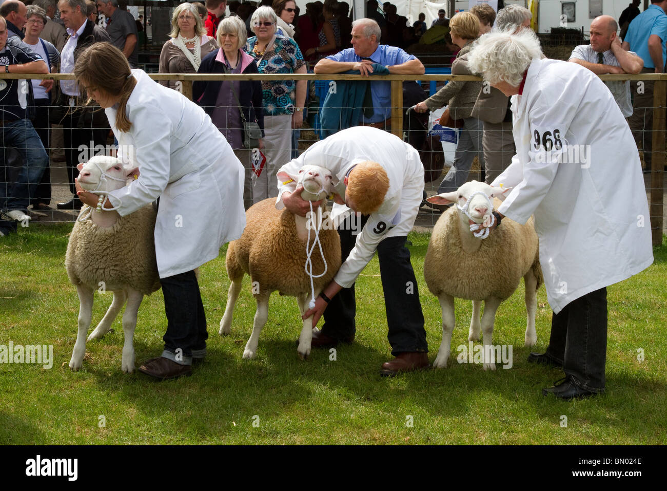 Prize Sheep at the great Royal Highland Show 2010 Scottish Agricultural ...