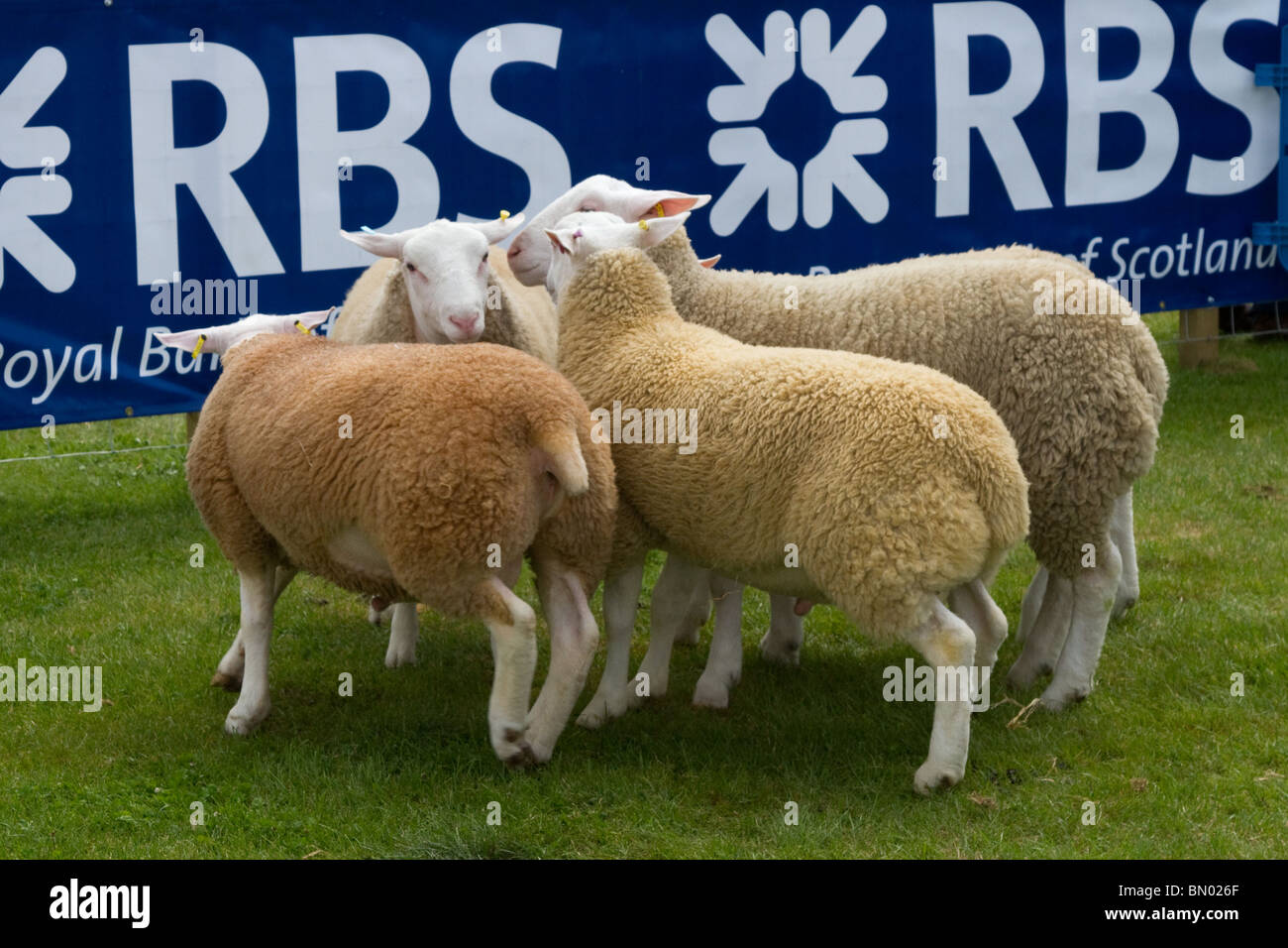 Best of breed white-face Texel prize-winning sheep at summer ...