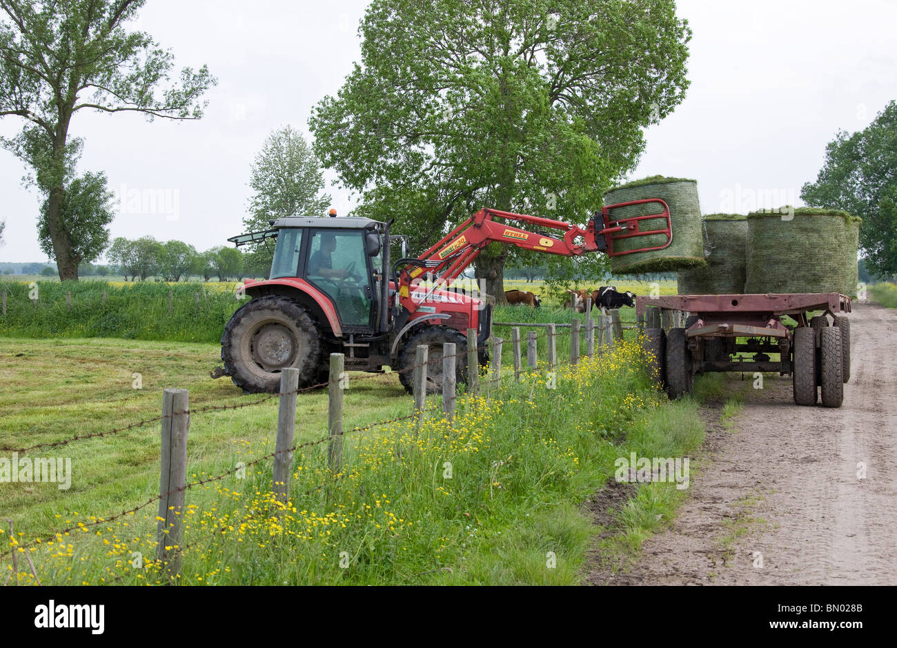 Loading bales of silage from field onto a trailer Stock Photo - Alamy