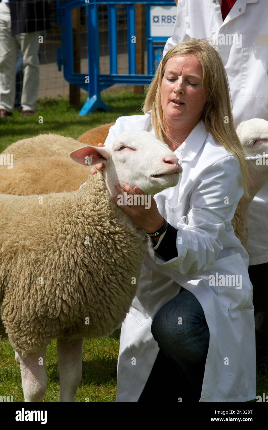 Prize Sheep at the great Royal Highland Show 2010 Scottish Agricultural ...