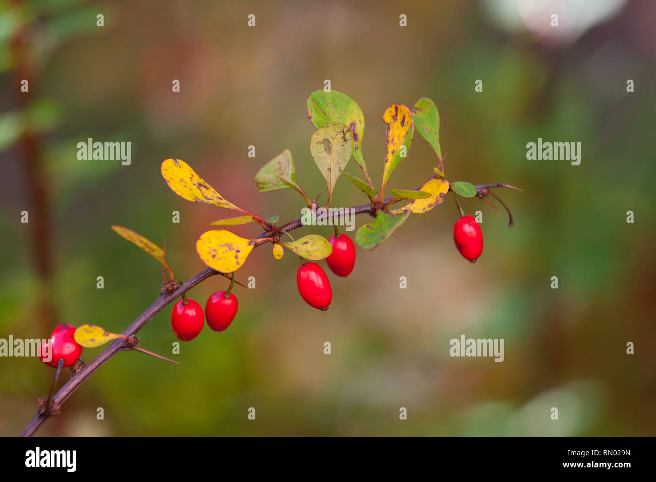 Wild red berries Stock Photo - Alamy